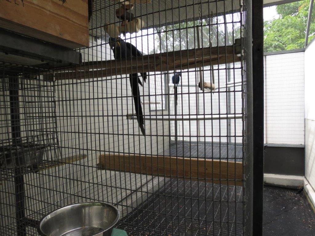 Hyacinth Macaw Shelters | Hyacinth Macaw Aviary