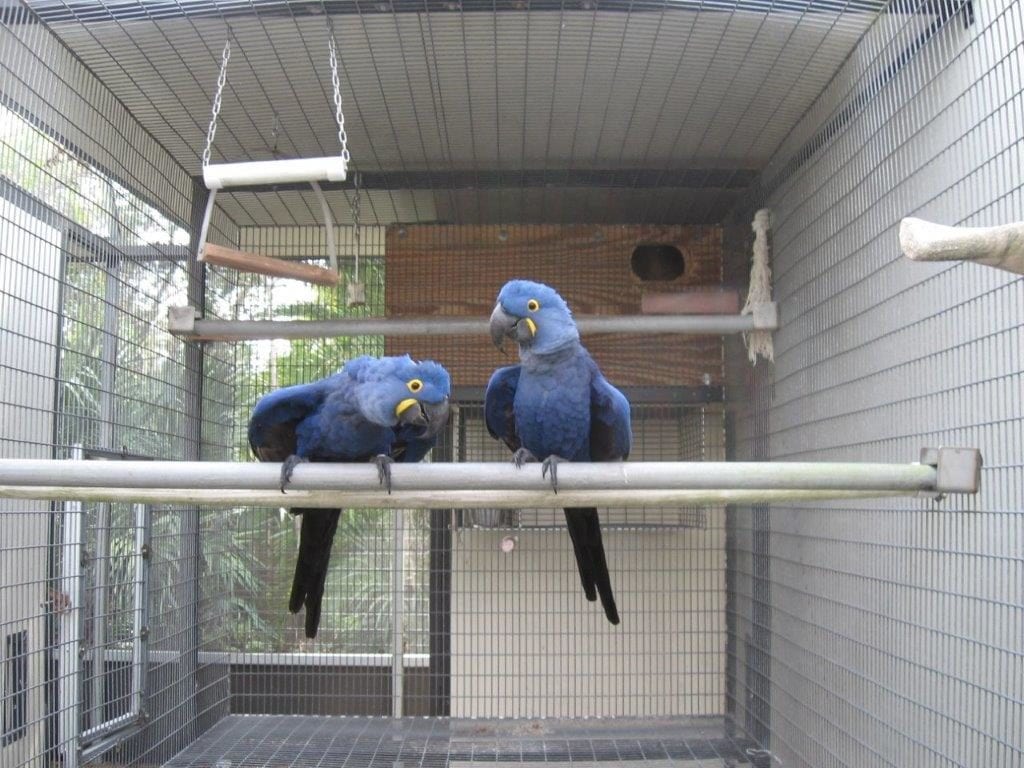 Hyacinth Macaw Breeders | Hyacinth Macaw Aviary